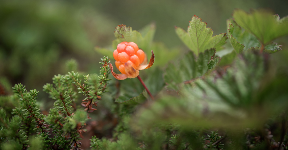 SSG Hållbarhetsredovisning 2023 | SSG